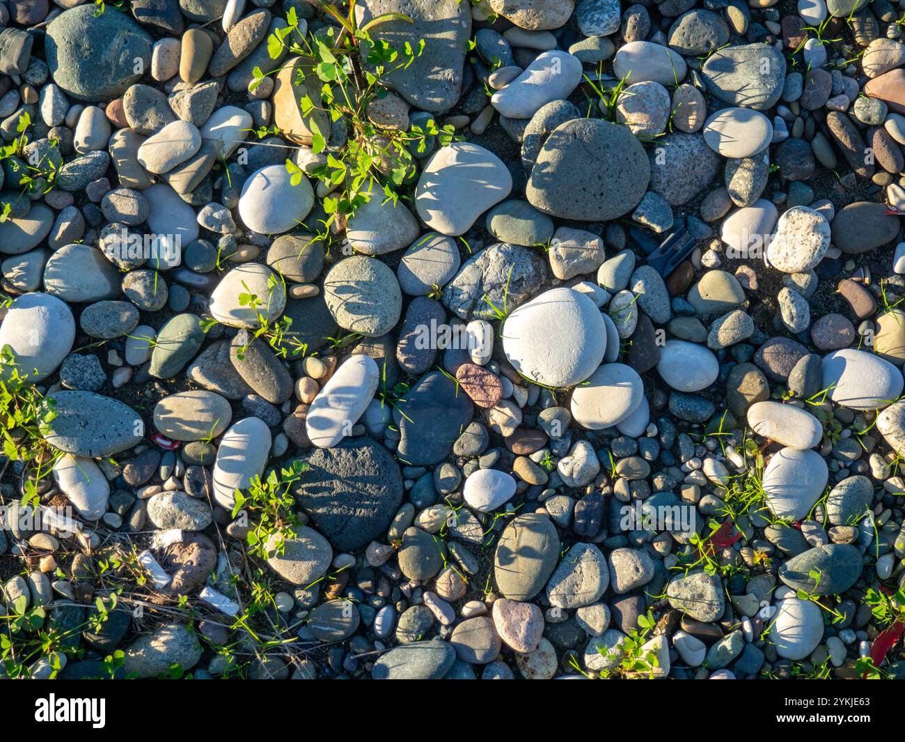 Pebble and plant background. Photo of sandy pebble soil. Underfoot ...