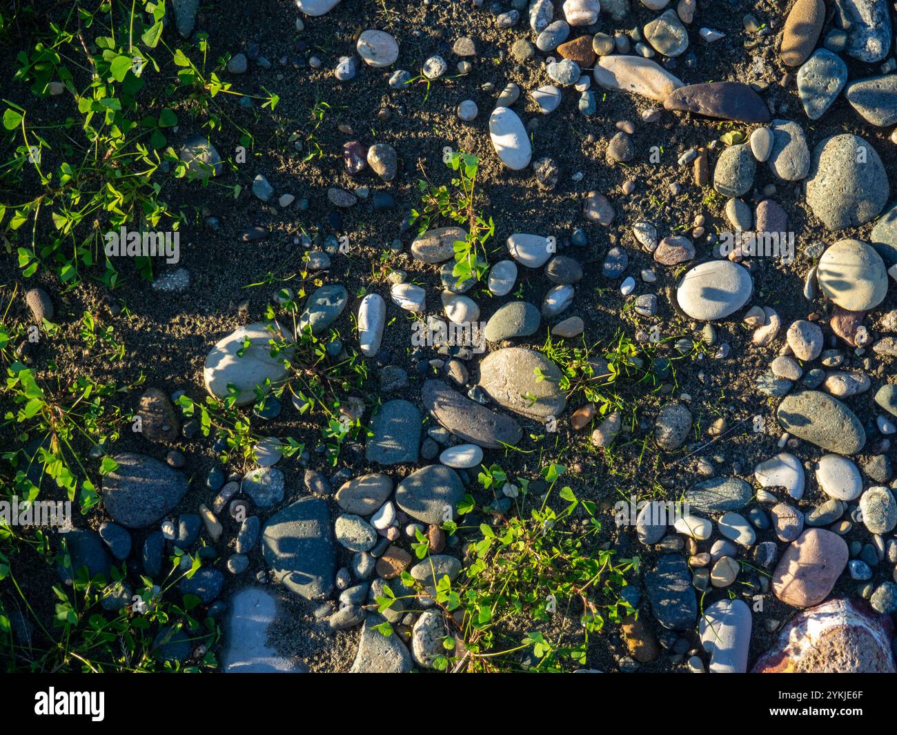Pebble and plant background. Photo of sandy pebble soil. Underfoot ...
