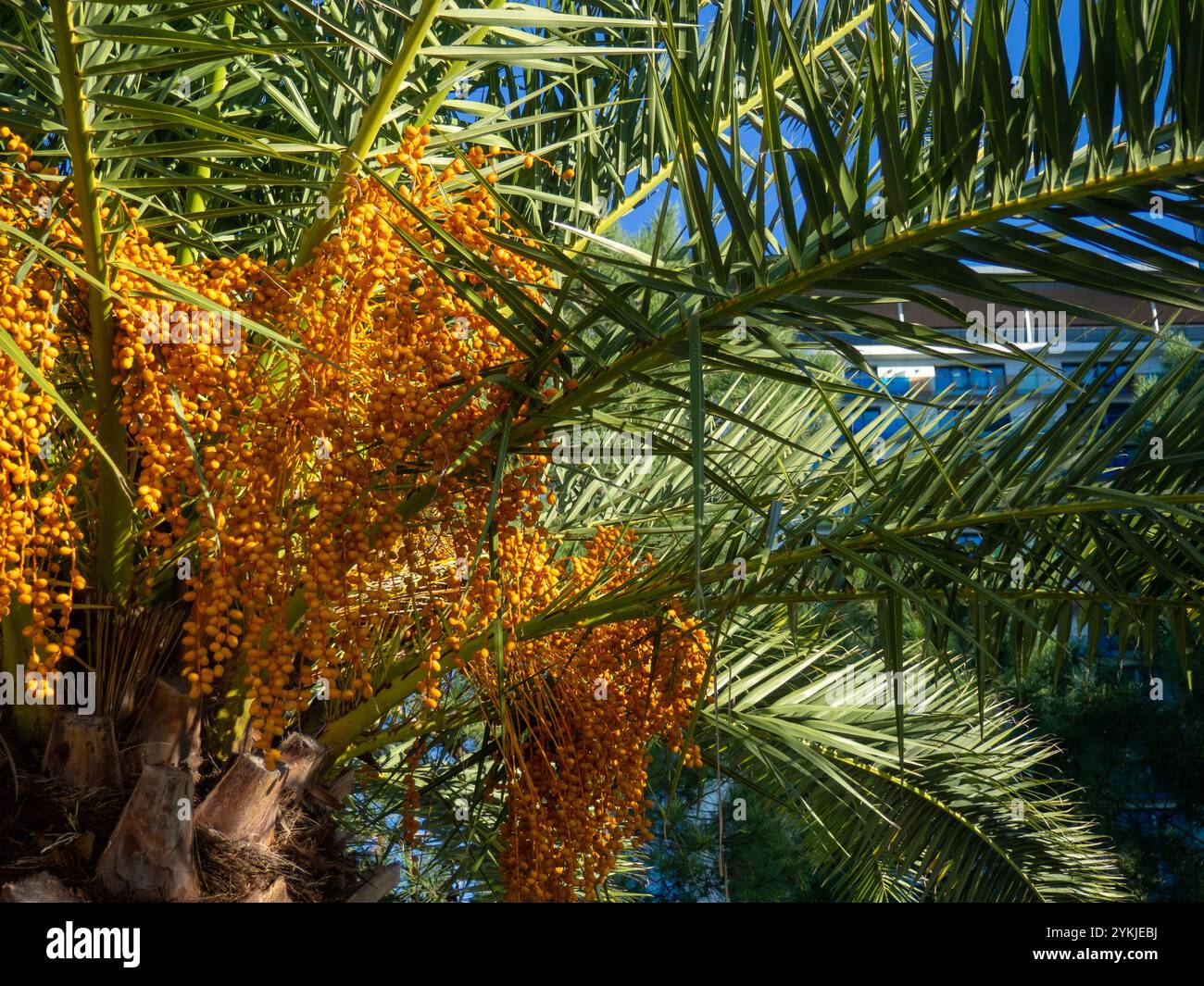 Berries on the Butia palm. Edible berries. Palm fruits. Botany ...