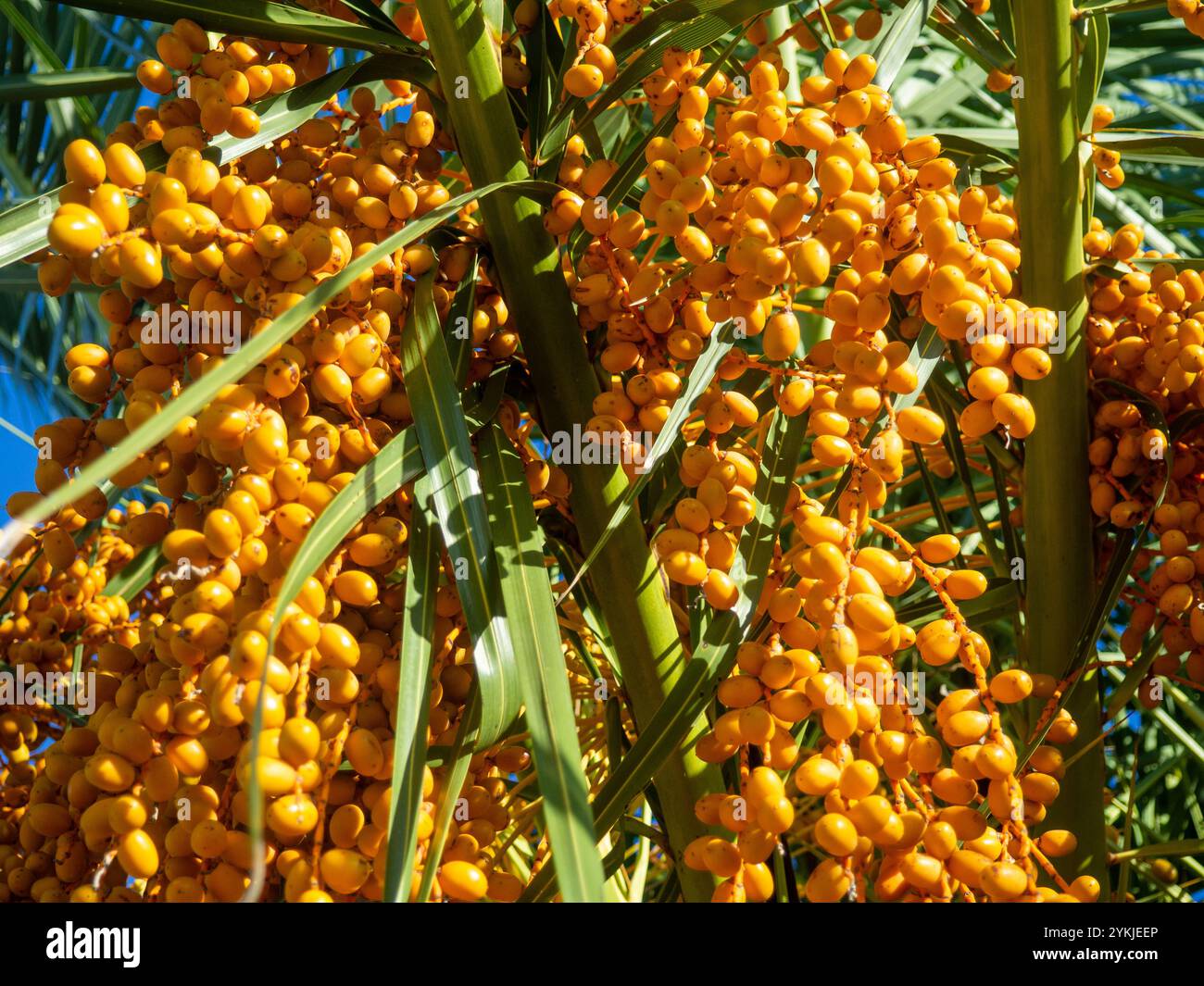 Butia palm berries. Edible berries. Palm fruits. Botany. Southern trees ...