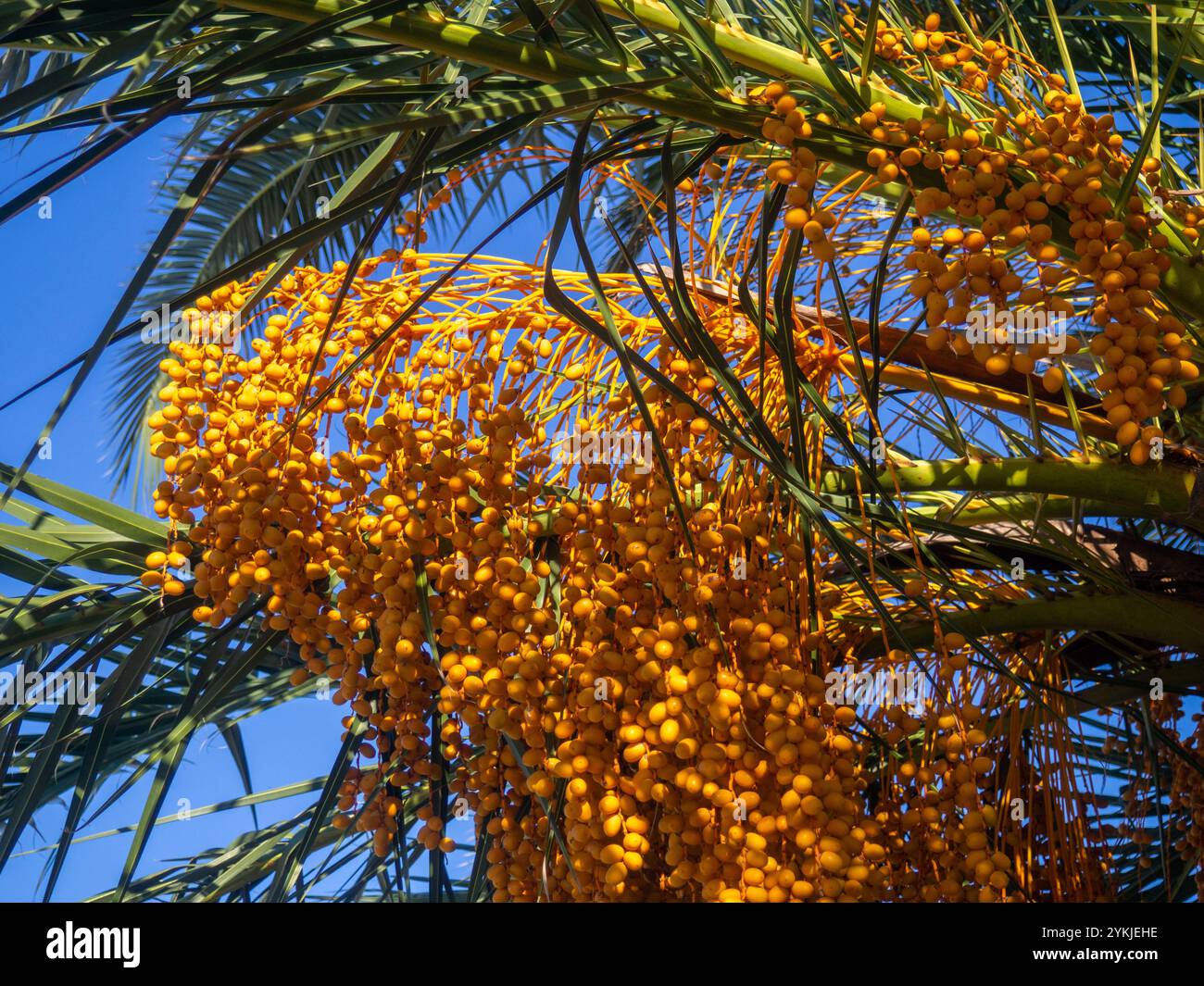 Butia palm berries. Edible berries. Palm fruits. Botany. Southern trees ...