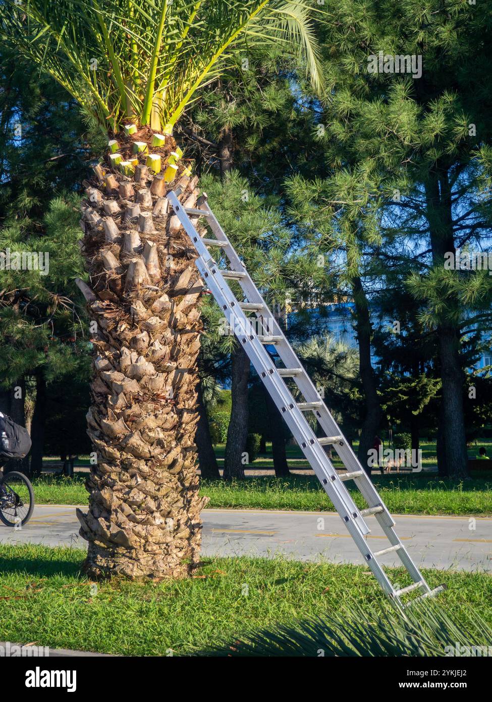 Seasonal work. Cut leaves. Palm tree trimming. Ladder sent to the palm ...