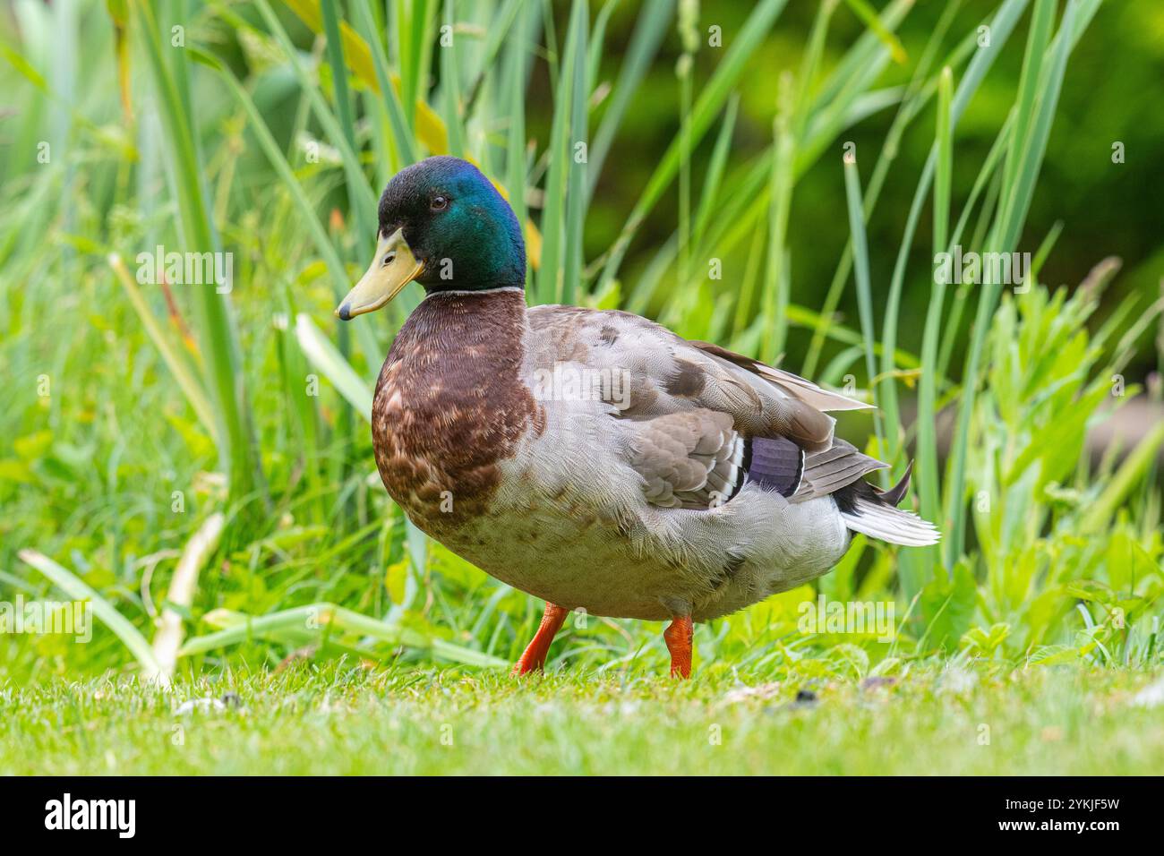 Danish duck hi-res stock photography and images - Alamy