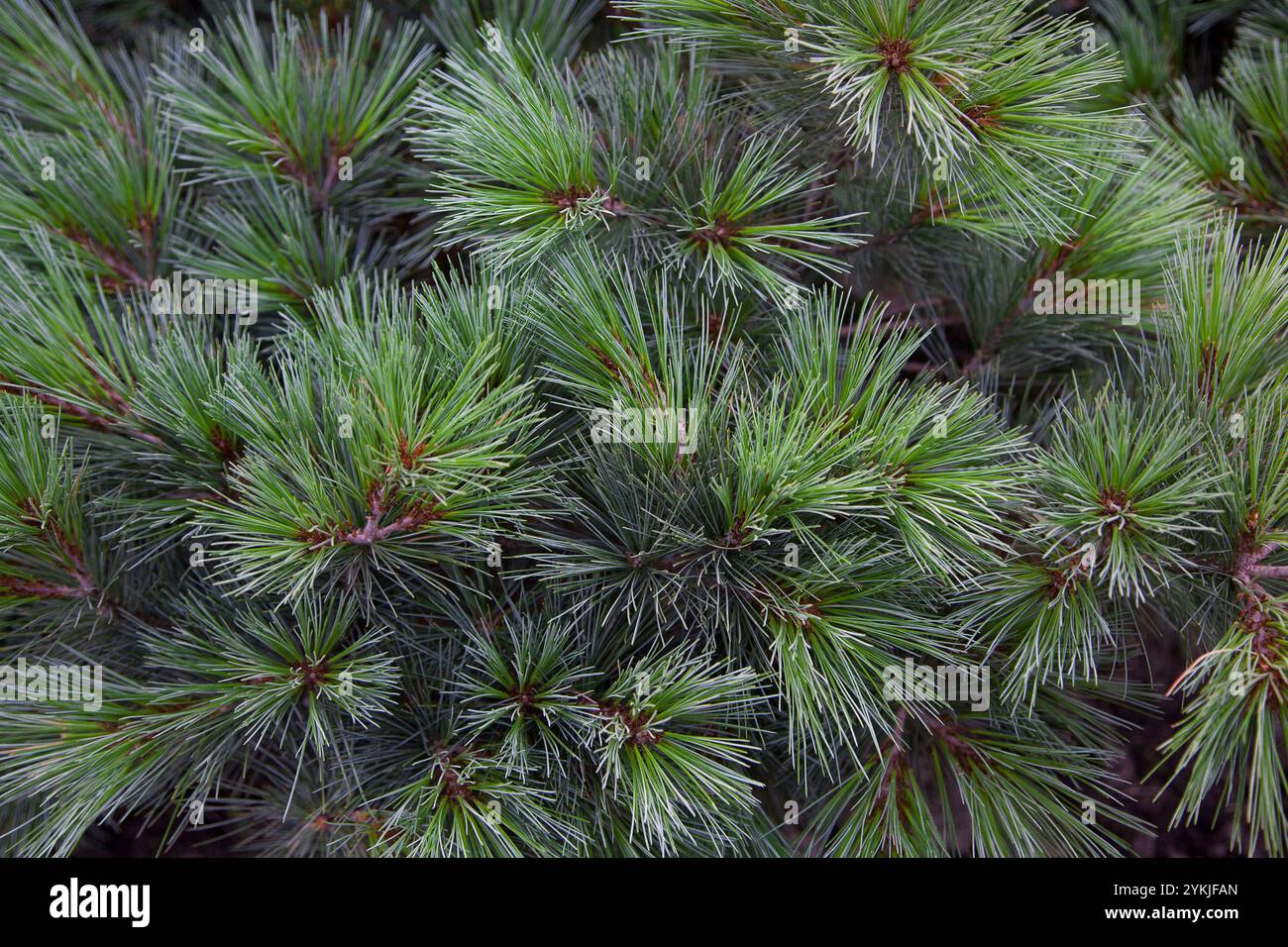 Japanese white pine hi-res stock photography and images - Alamy