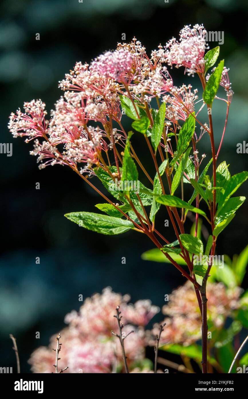 Ceanothus × pallidus 'Marie Simon' Stock Photo - Alamy