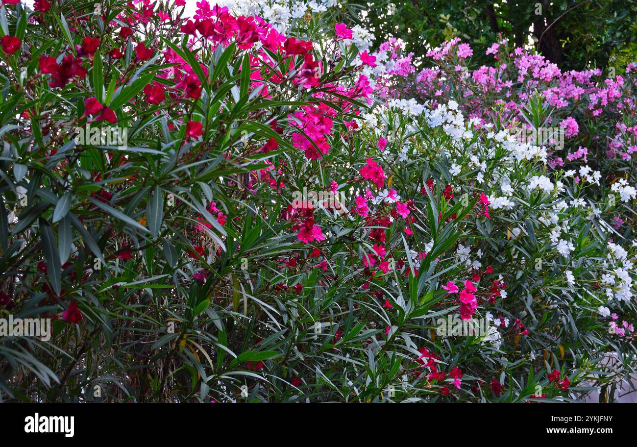 Common oleander (Nerium oleander) is a shrub widespread in the ...