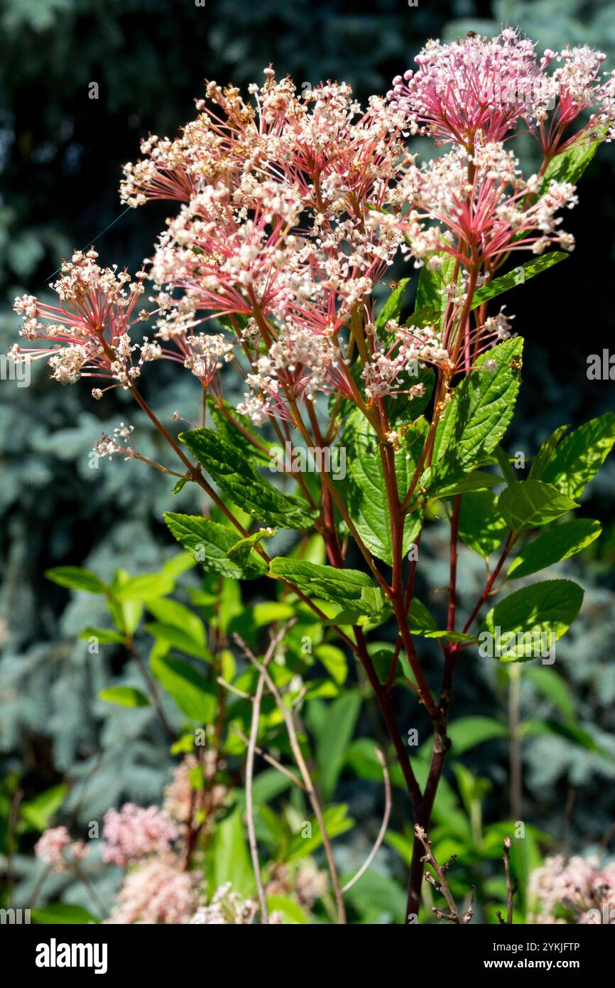 Ceanothus × pallidus 'Marie Simon' Stock Photo - Alamy