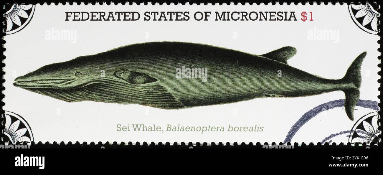 Vintage image of Sei whale (Balaenoptera borealis) on postage stamp ...