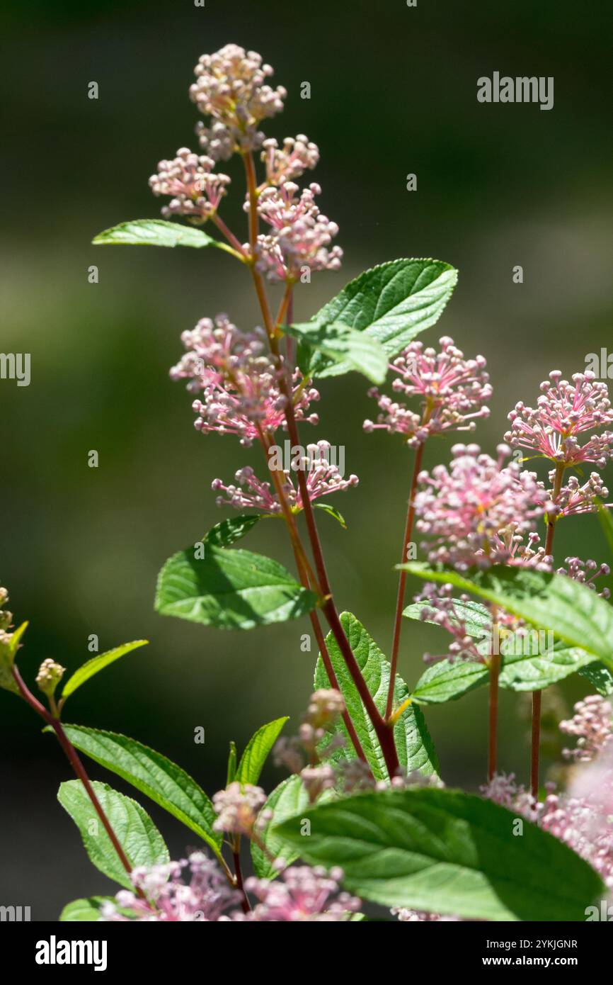 Ceanothus × pallidus 'Marie Simon' Stock Photo - Alamy