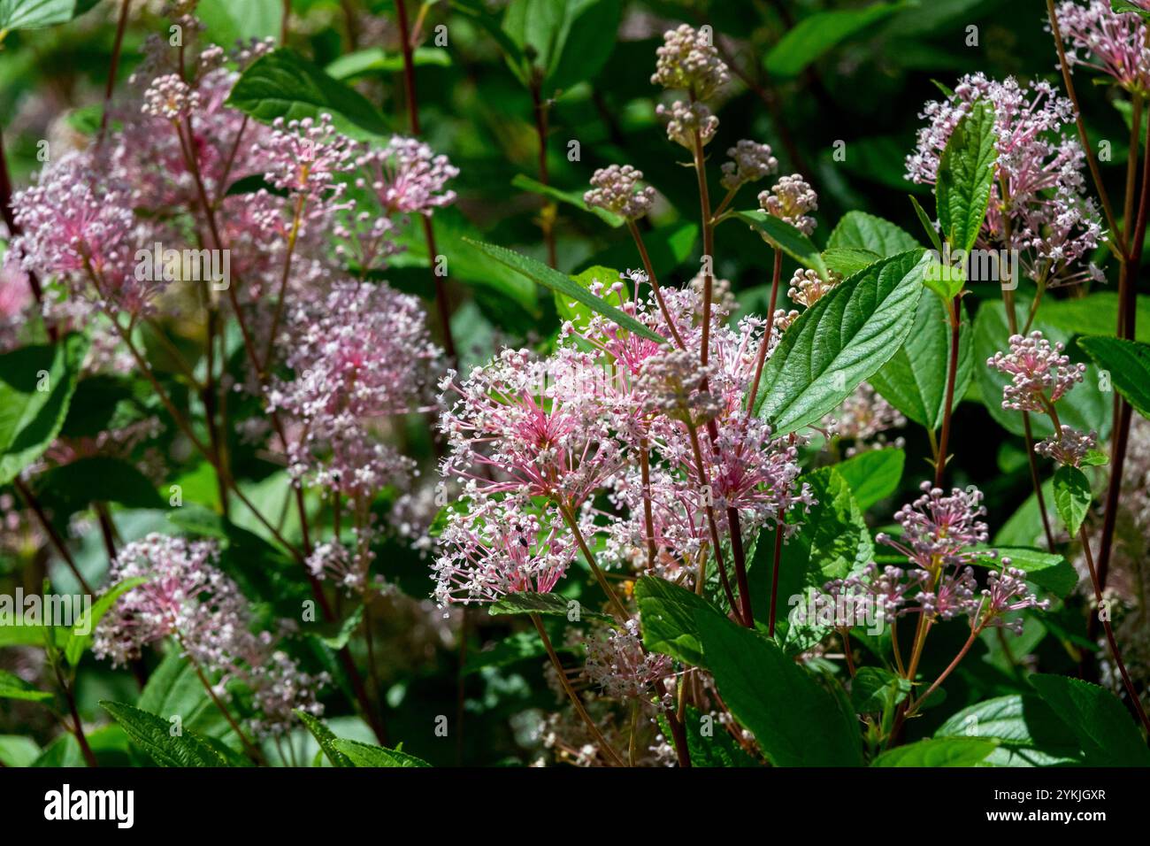 Ceanothus × pallidus 'Marie Simon' Stock Photo - Alamy