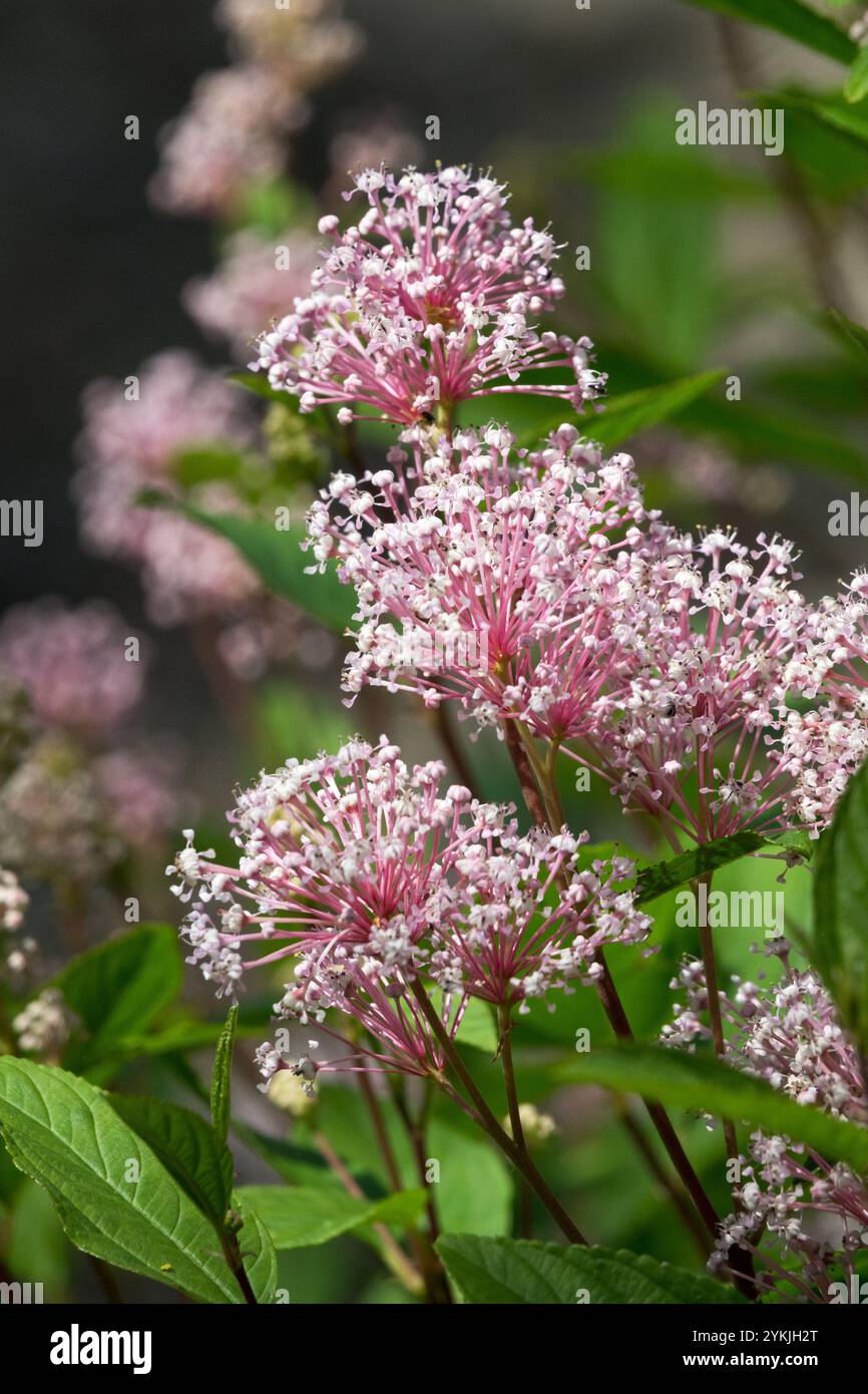 Ceanothus in full bloom hi-res stock photography and images - Alamy