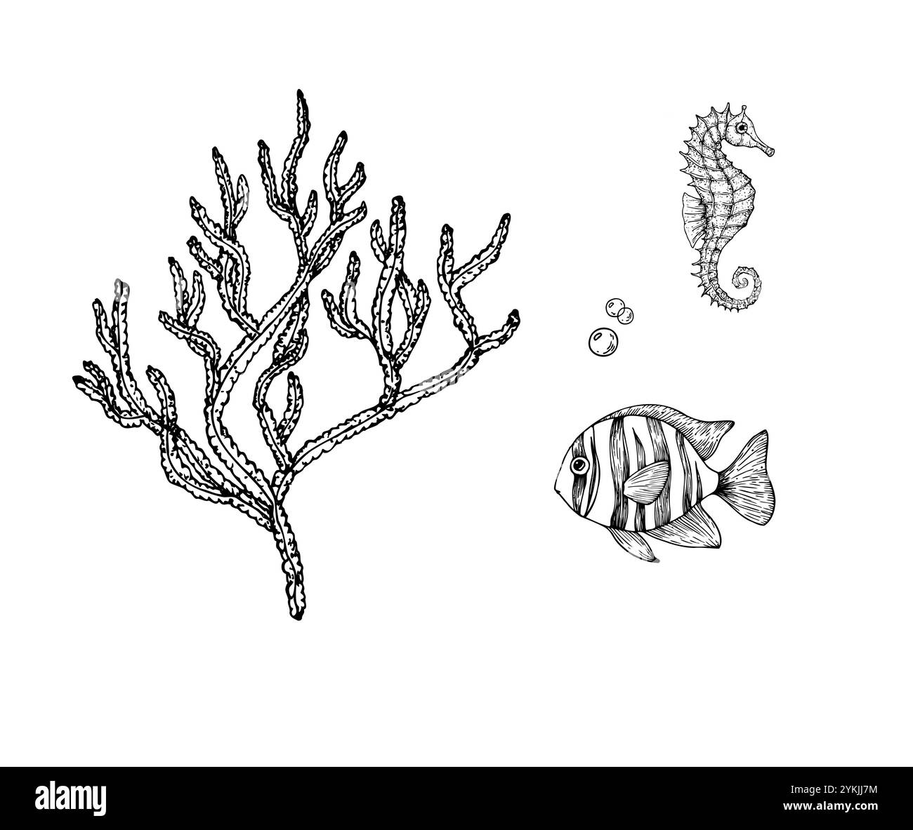 Fish on coral reef deep Black and White Stock Photos & Images - Alamy