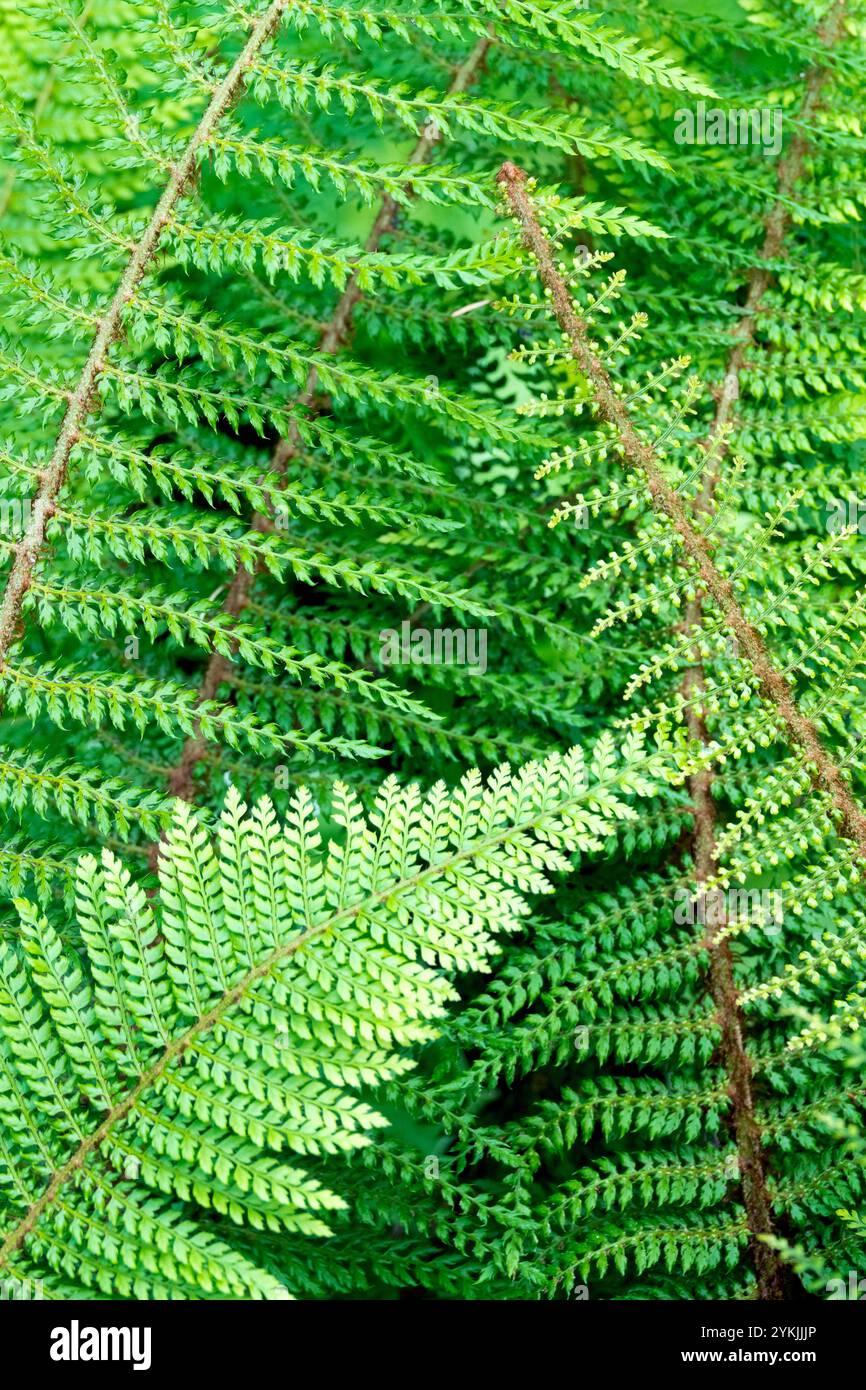 Leaf Leaves Foliage Polystichum setiferum "Proliferum" Frond Fronds ...