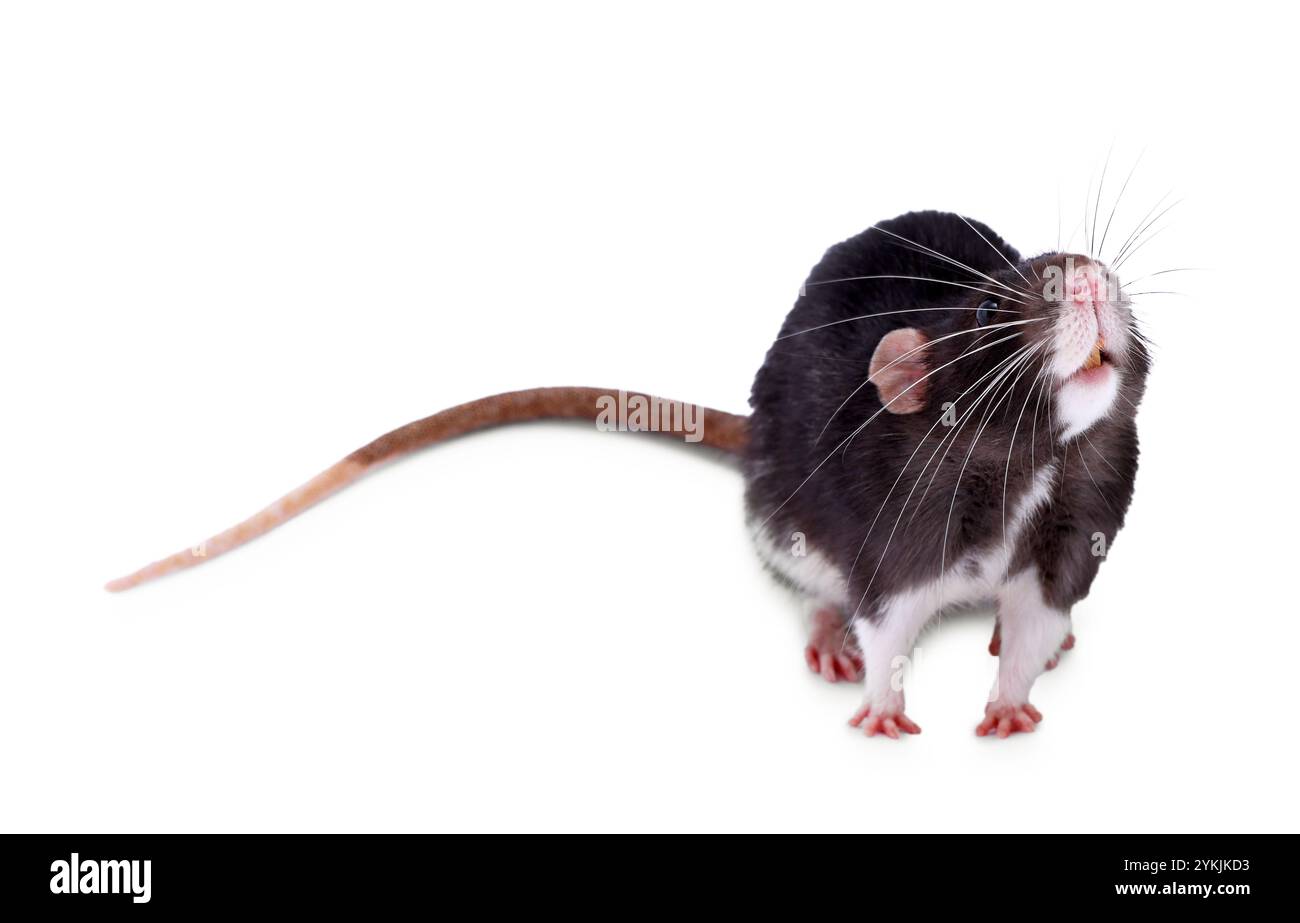 One rat on white background. Cute rodent Stock Photo - Alamy