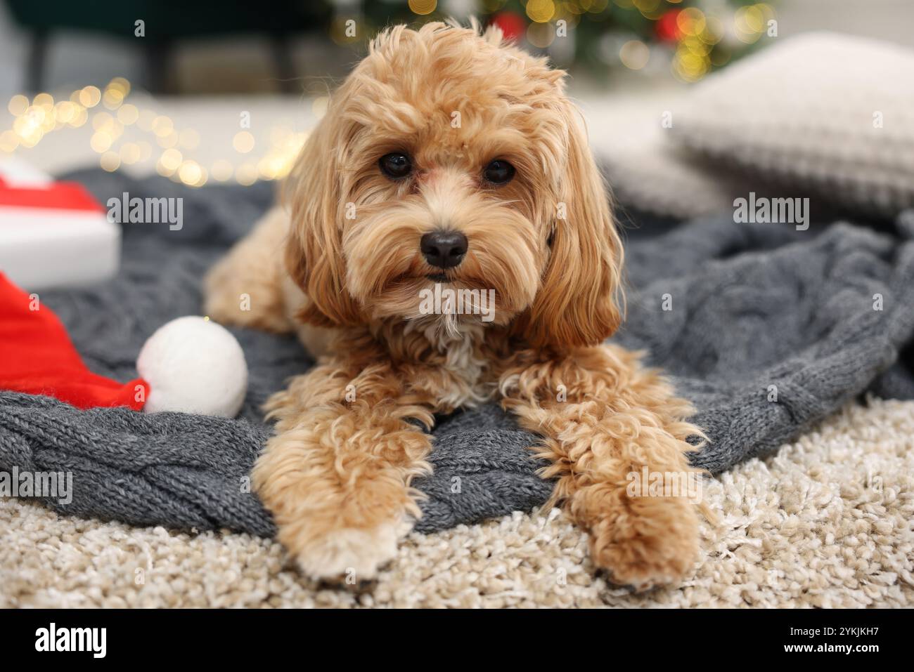 Cute Maltipoo dog with Santa hat on blanket indoors Stock Photo - Alamy