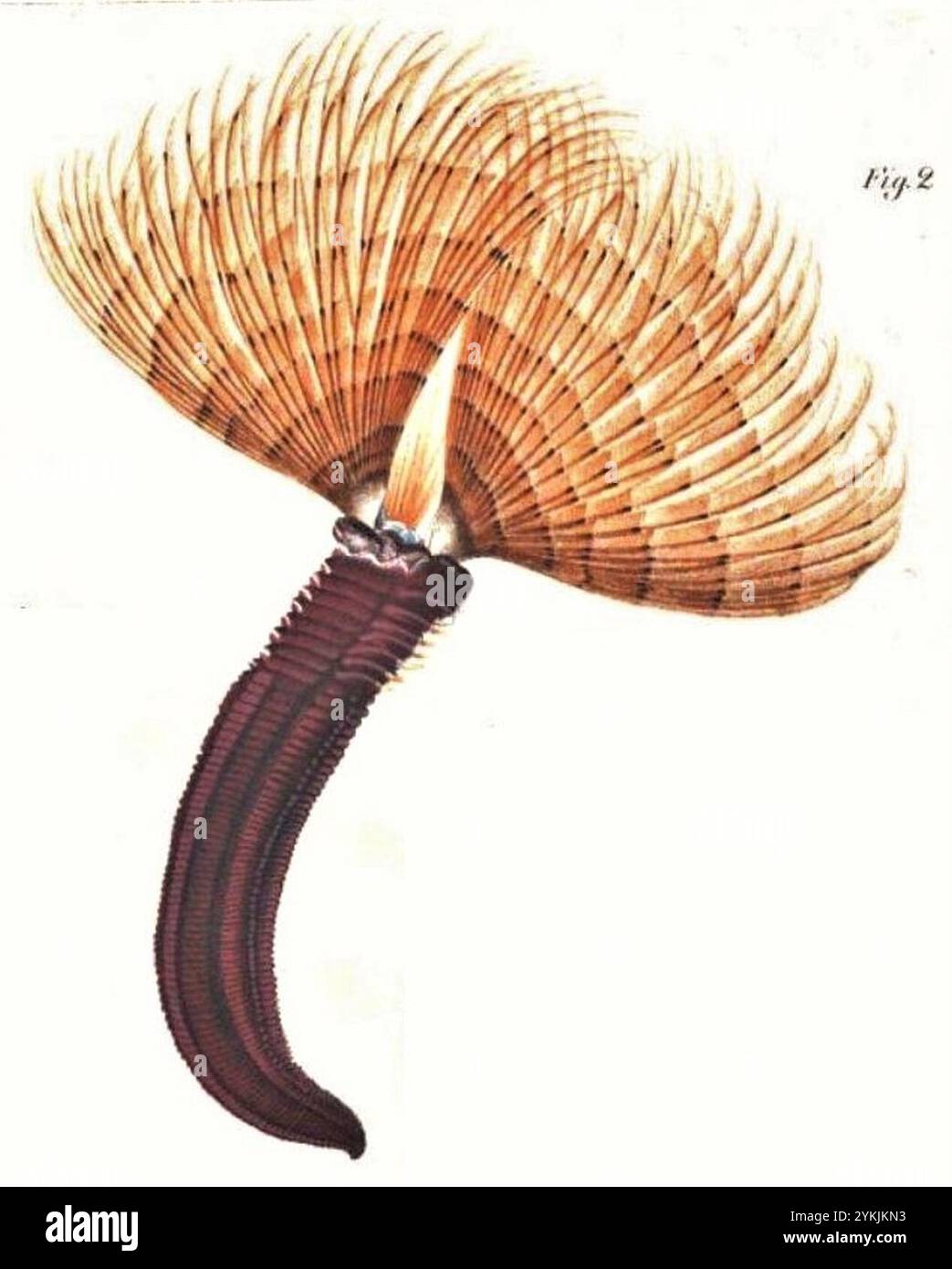 Bispira mariae Lo Bianco, 1893 (Phylum Annelida, classe Polychaeta ...