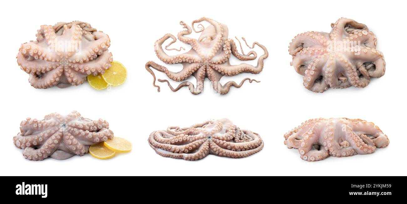 Fresh raw octopus isolated on white, collage Stock Photo - Alamy