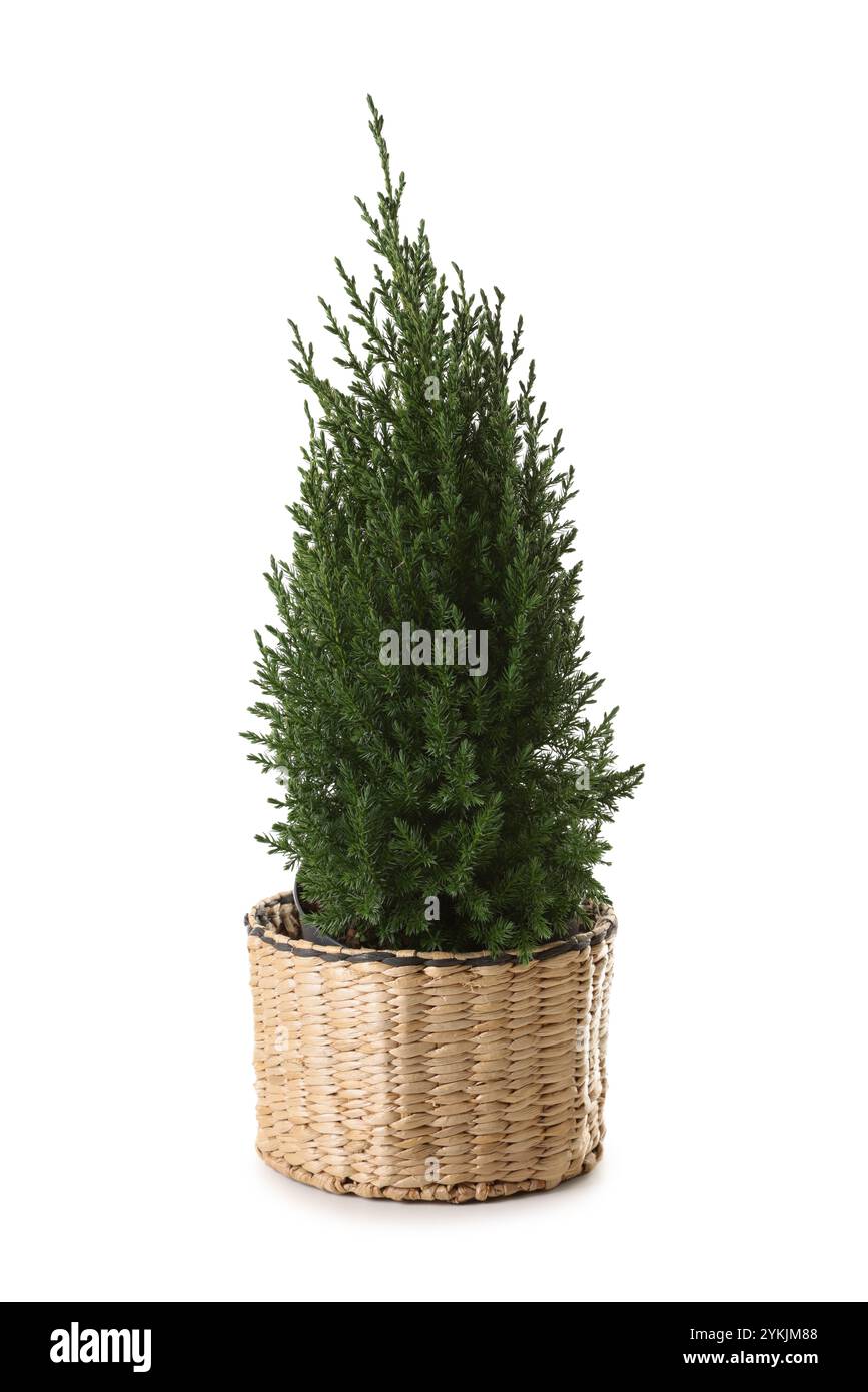 Small spruce tree in basket isolated on white Stock Photo - Alamy