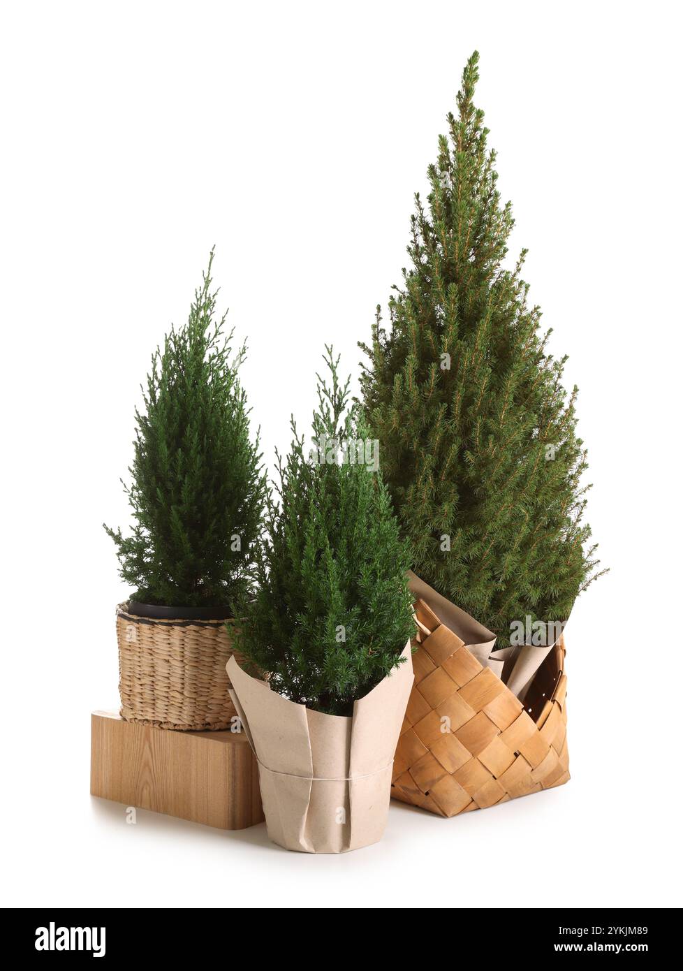 Three small spruce trees isolated on white Stock Photo - Alamy