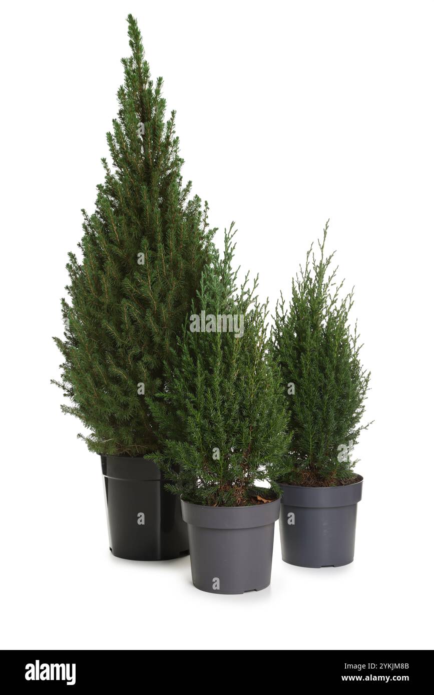 Spruce pine trees in Cut Out Stock Images & Pictures - Alamy