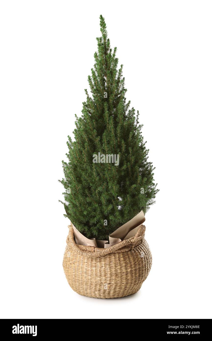 Small spruce tree in basket isolated on white Stock Photo - Alamy