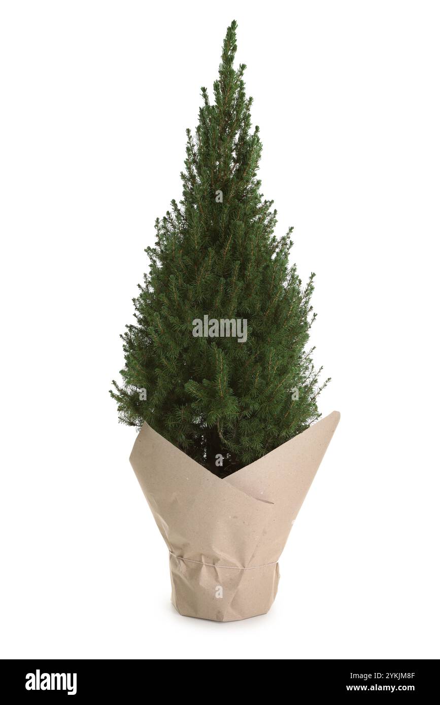 Potted small spruce tree wrapped in paper isolated on white Stock Photo ...