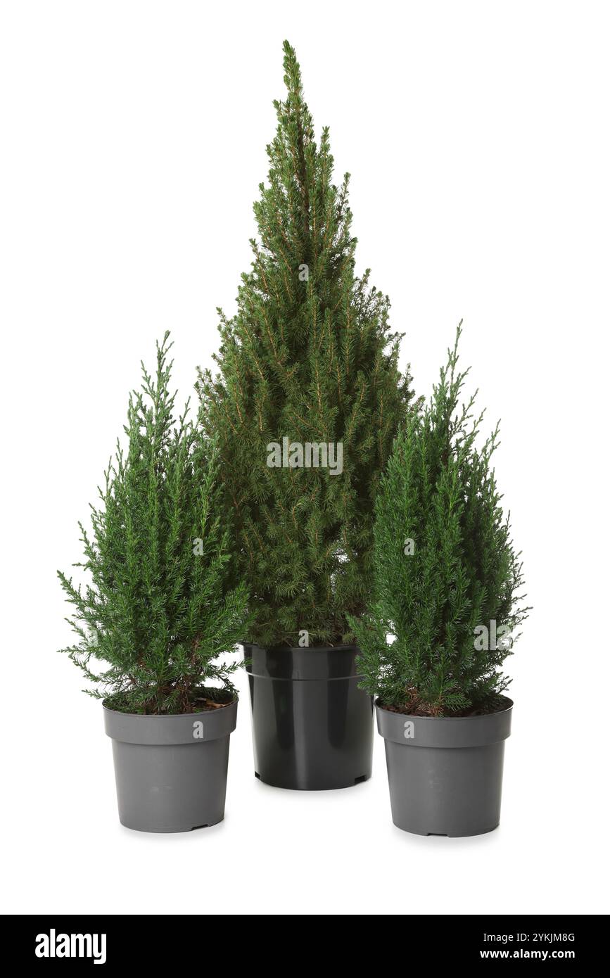 Christmas spruce trees in Cut Out Stock Images & Pictures - Alamy