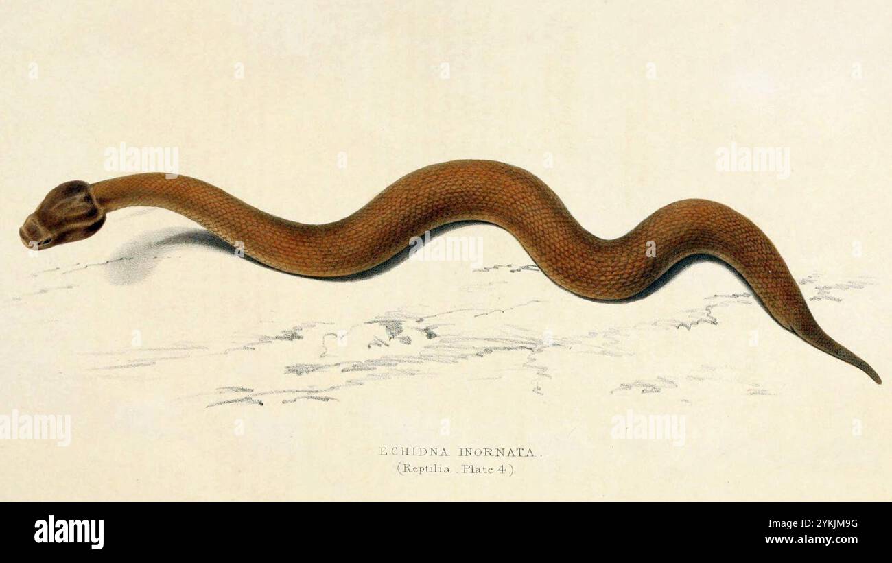 Bitis inornata 2 Stock Photo - Alamy