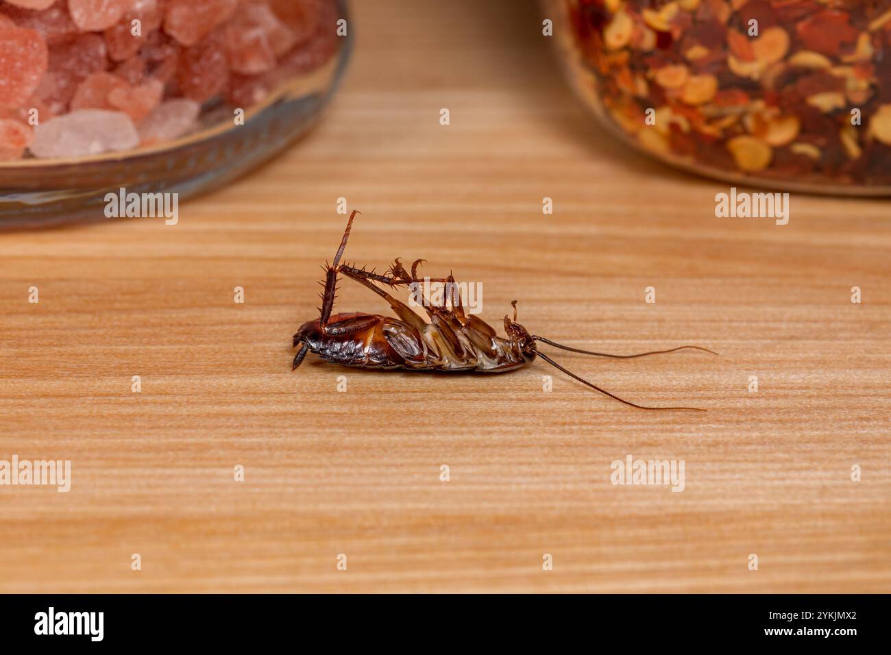 Dead Oriental cockroach on kitchen counter. Pest control, bug ...