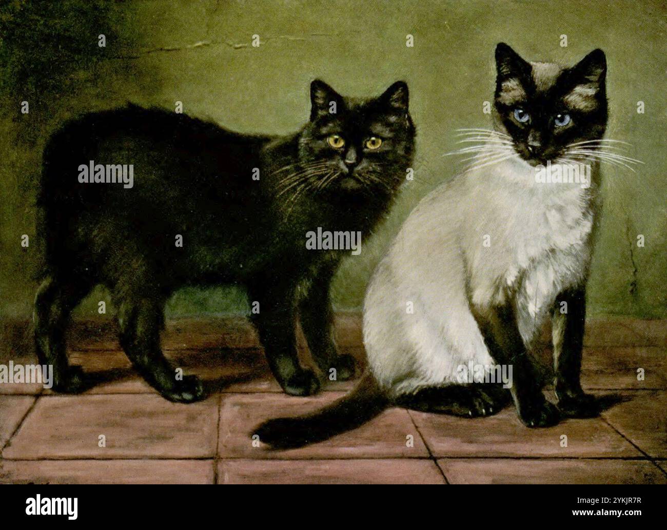 Manx cats hi-res stock photography and images - Alamy