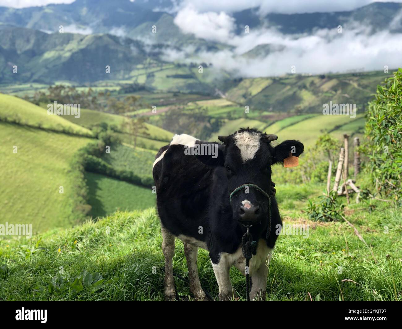 Cow enjoying some alone time on an Ecuadorian volcano Stock Photo - Alamy