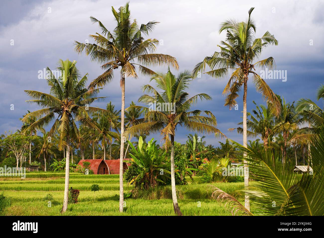 Palm trees stormy dawn hi-res stock photography and images - Alamy