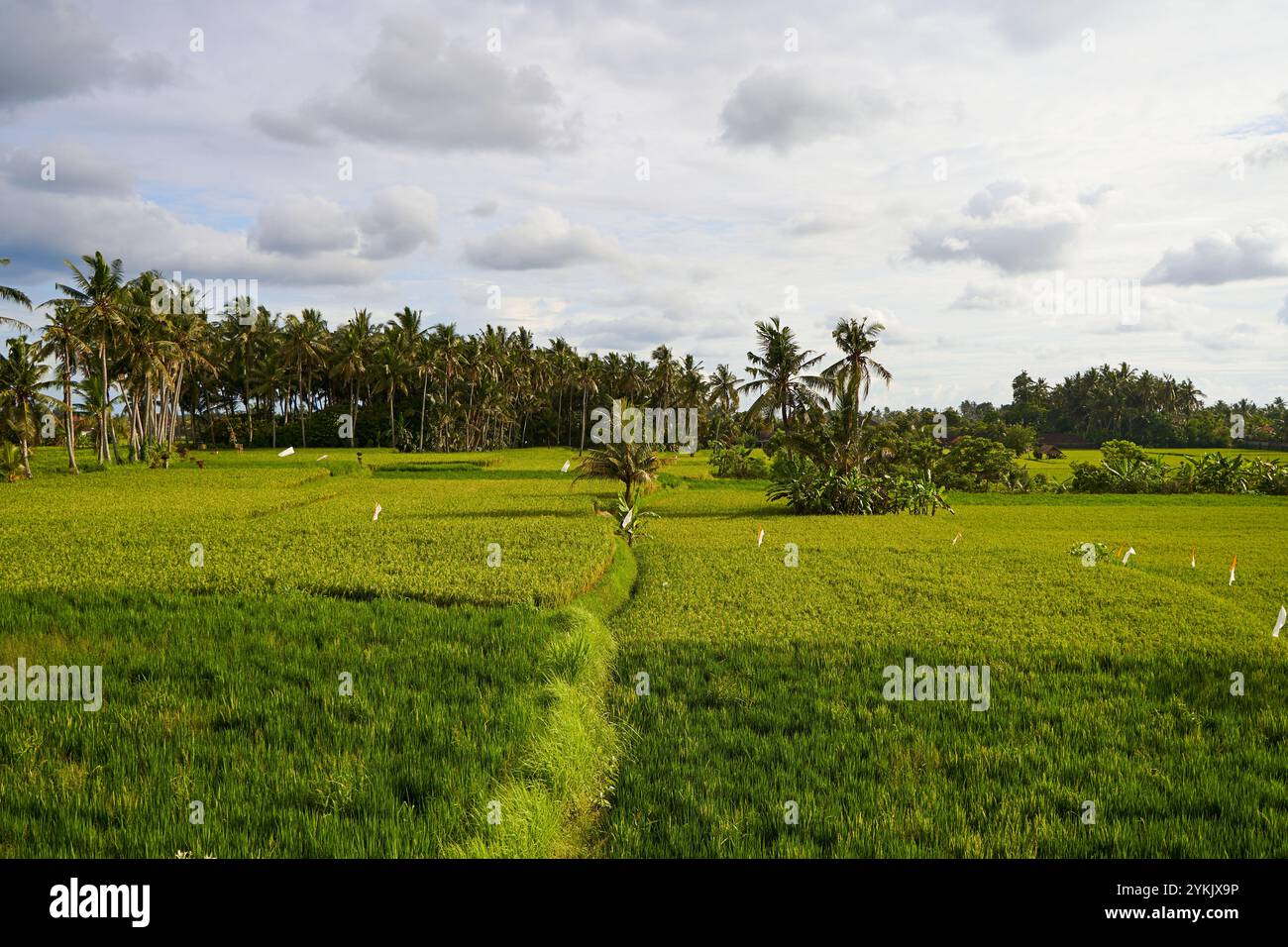 Panorama of the amazing landscape of Asian rice terraces. Palm trees in ...