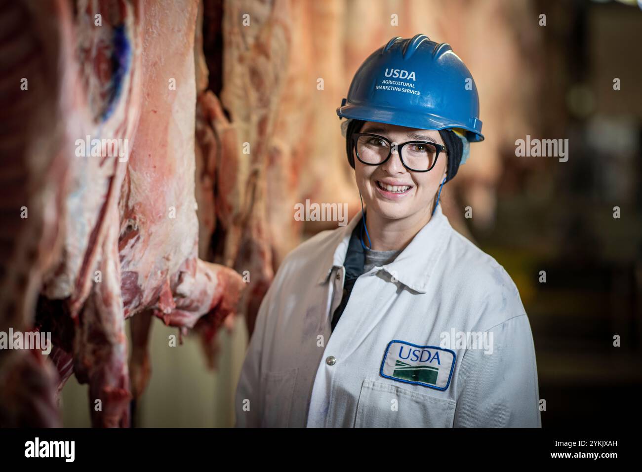 USDA agricultural meat inspectors inspect and grade beef at a ...