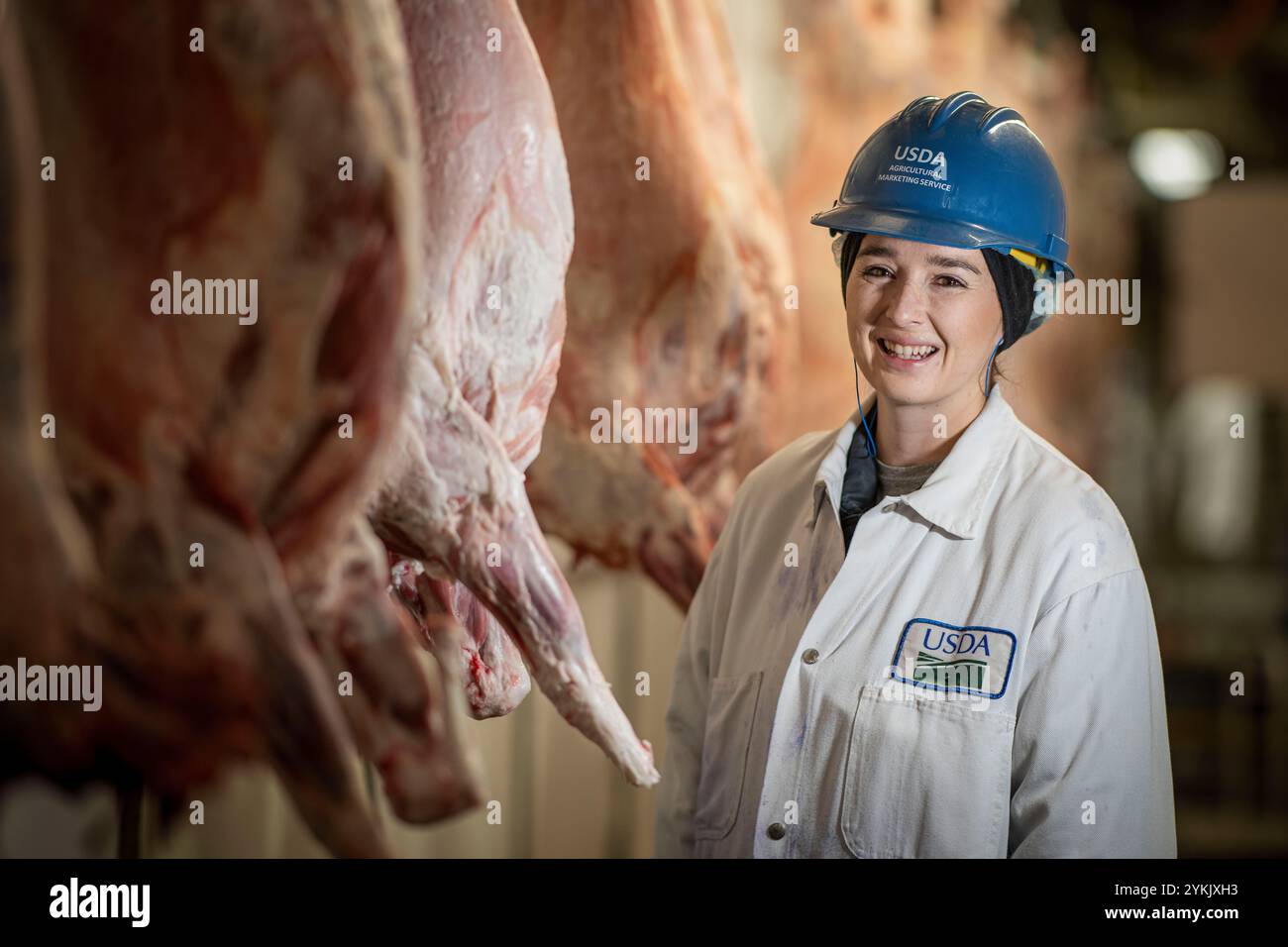 USDA agricultural meat inspectors inspect and grade beef at a ...