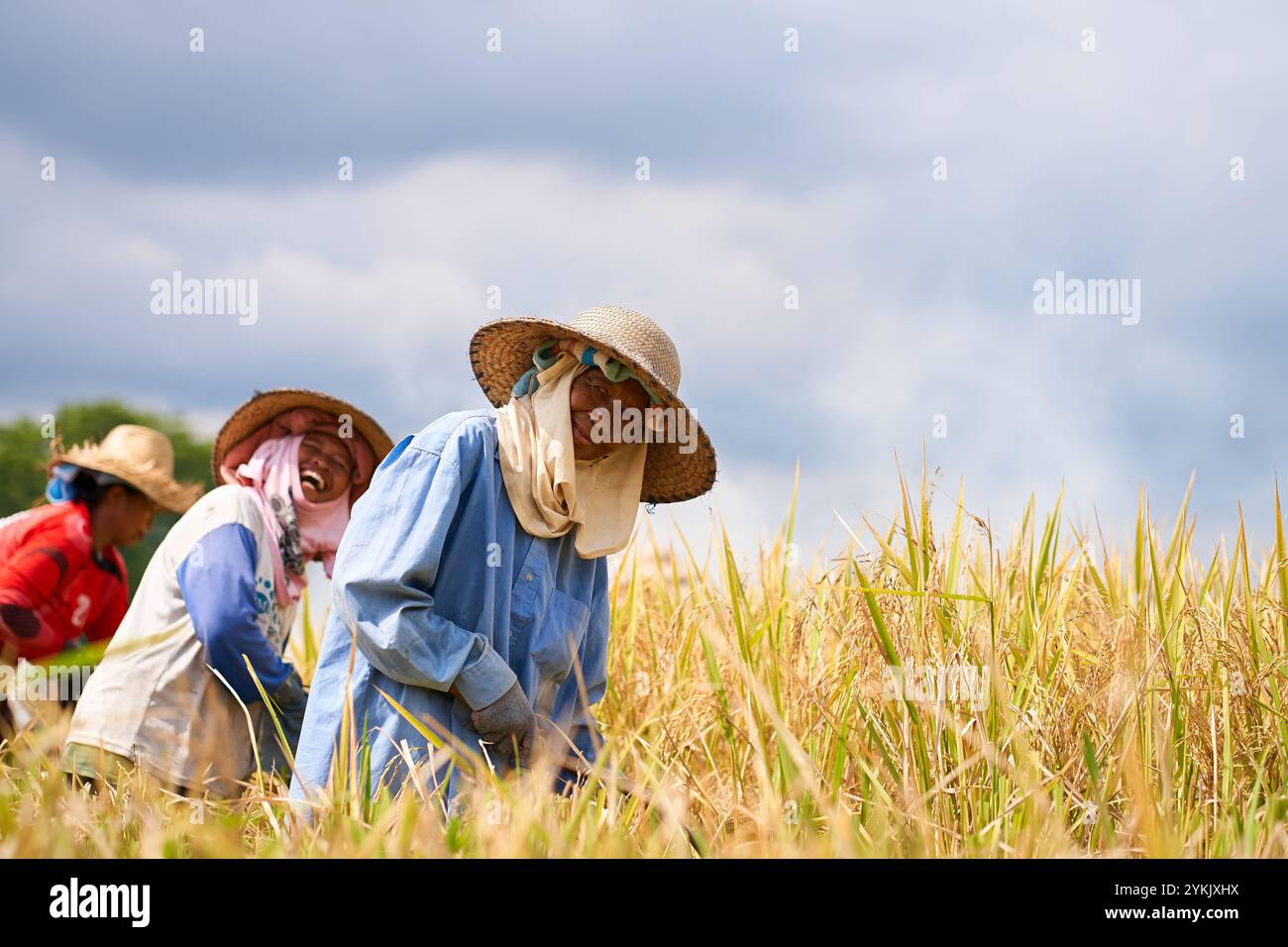 Man cutting grass at paddy field hi-res stock photography and images ...