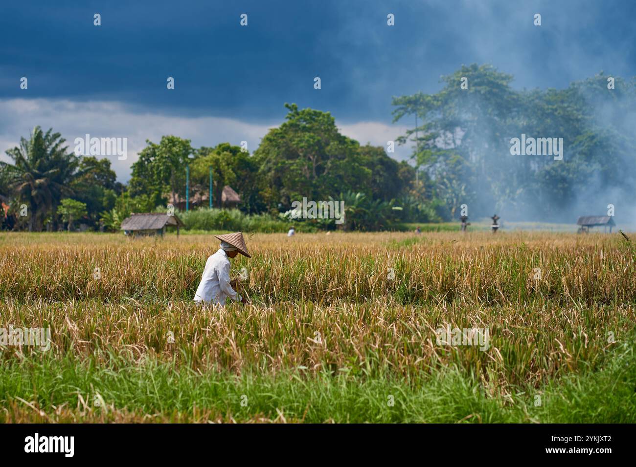 Man cutting grass at paddy field hi-res stock photography and images ...