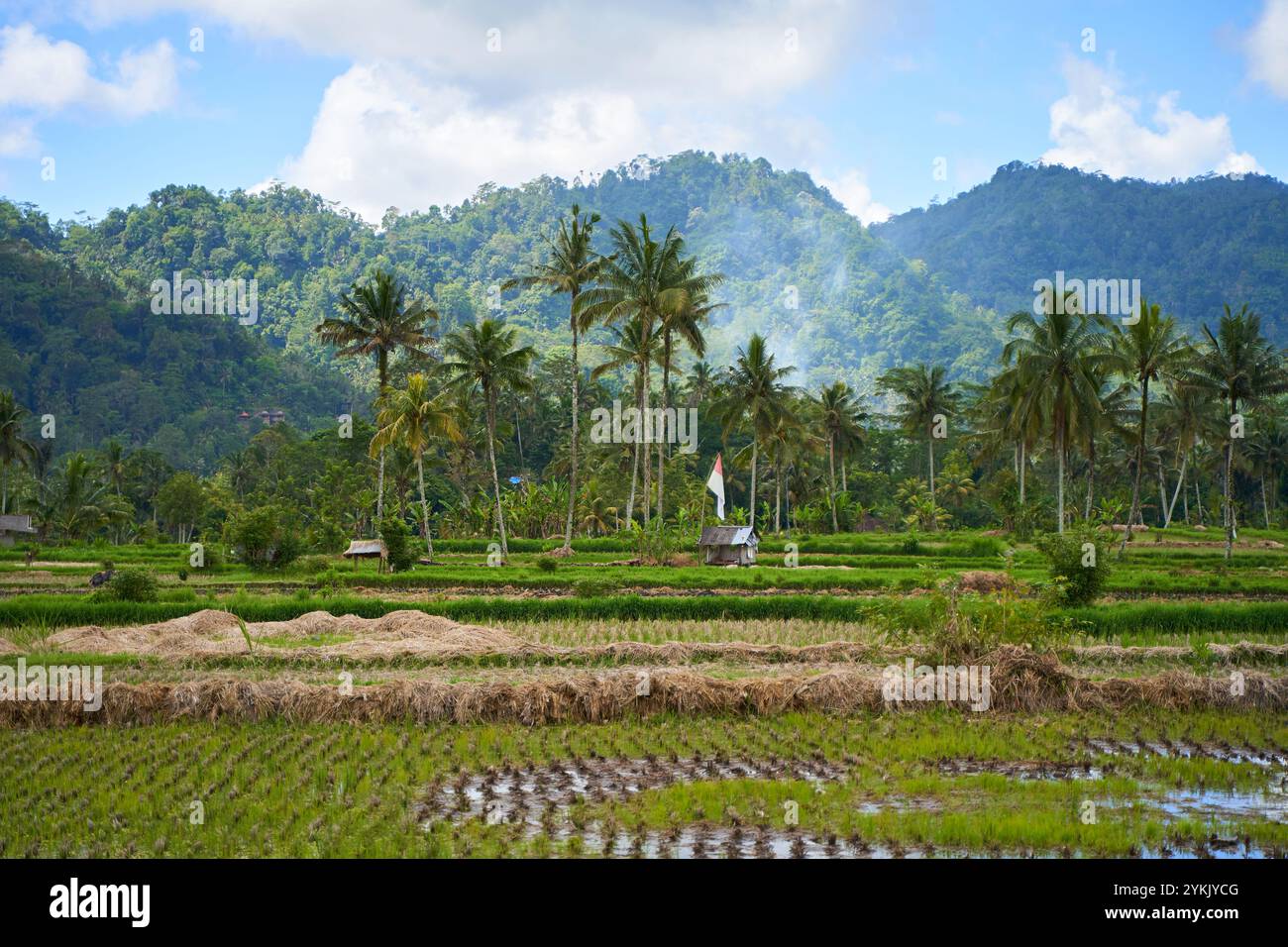 Panorama of the amazing landscape of Asian rice terraces. Palm trees in ...