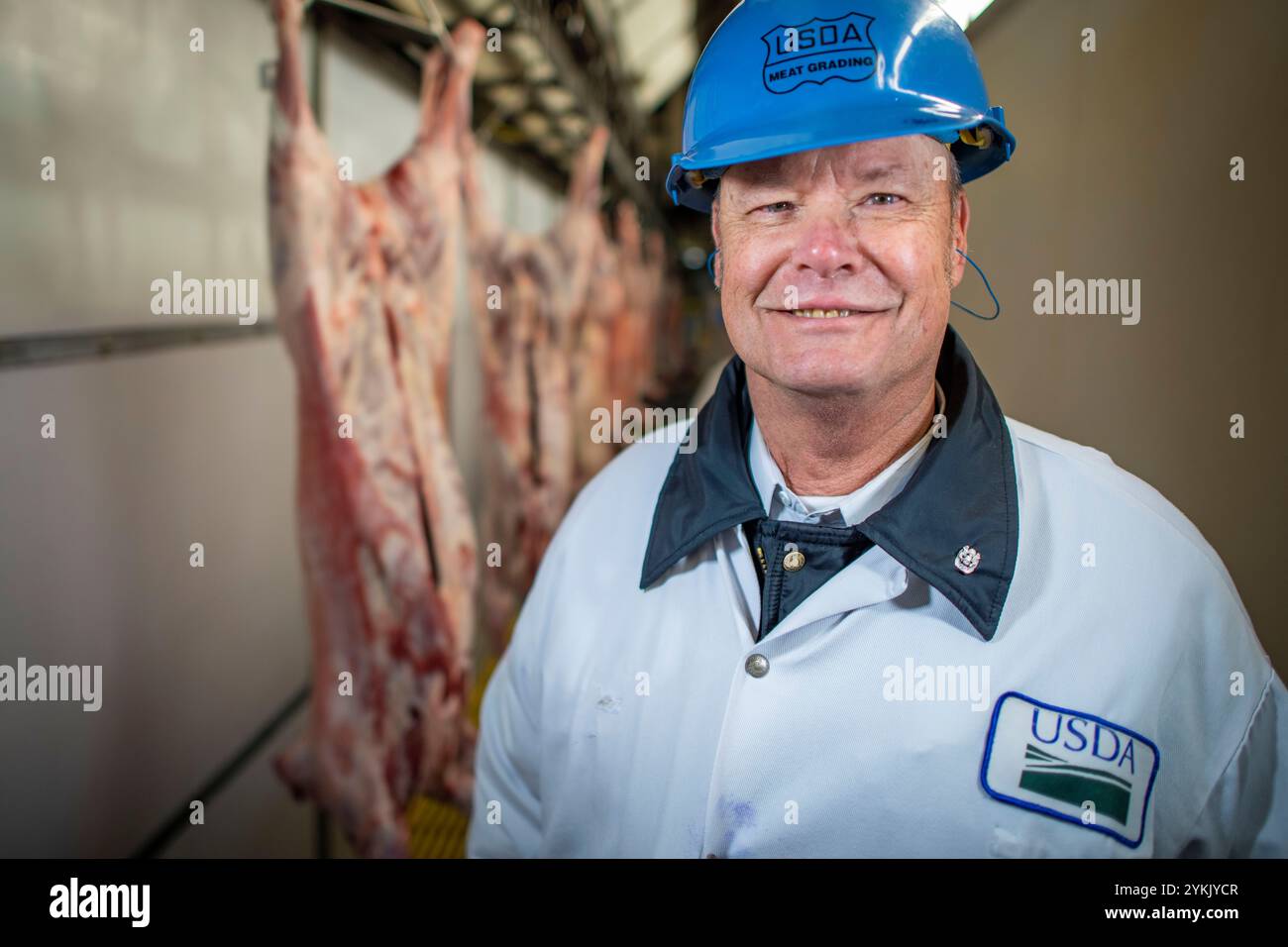 USDA agricultural meat inspectors inspect and grade beef at a ...