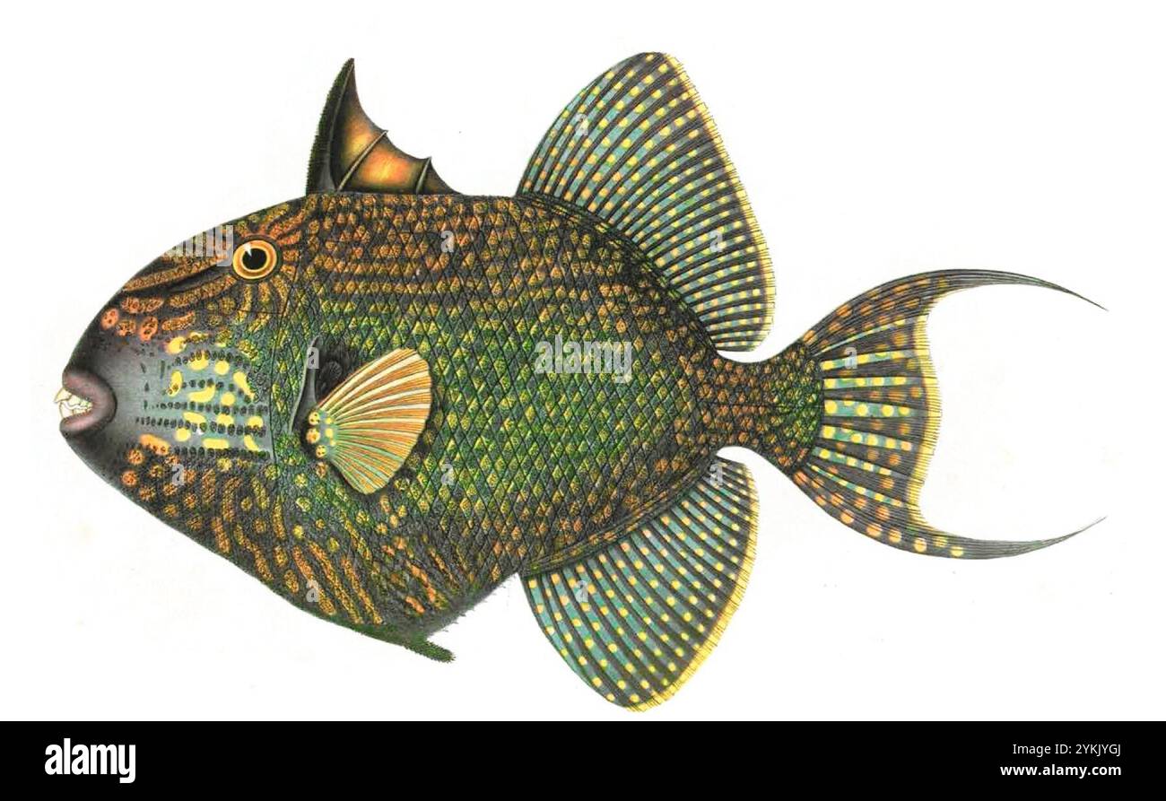 Bleeker CCXXV 3 Stock Photo - Alamy