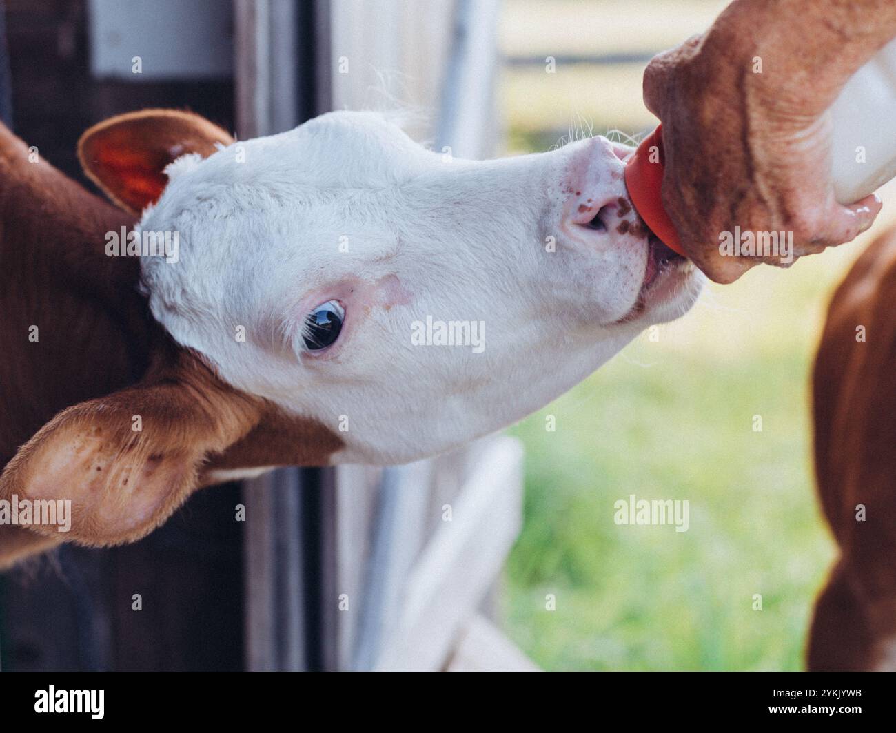 Baby Cow Calf Bottle Feeding on Farm in Barn Stock Photo - Alamy