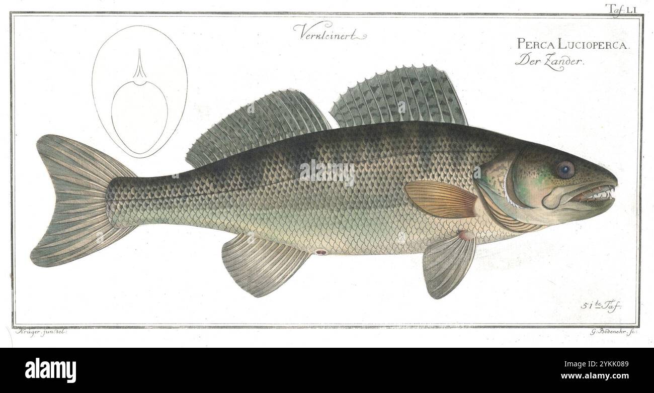 Bloch Taf 51 Stock Photo - Alamy