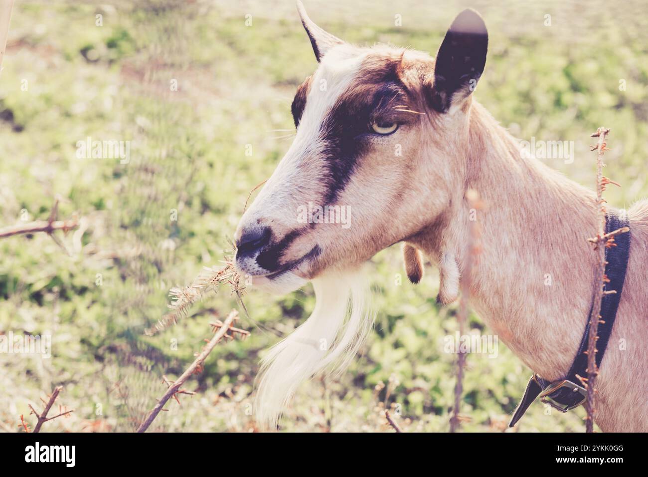 Bearded goat hi-res stock photography and images - Alamy