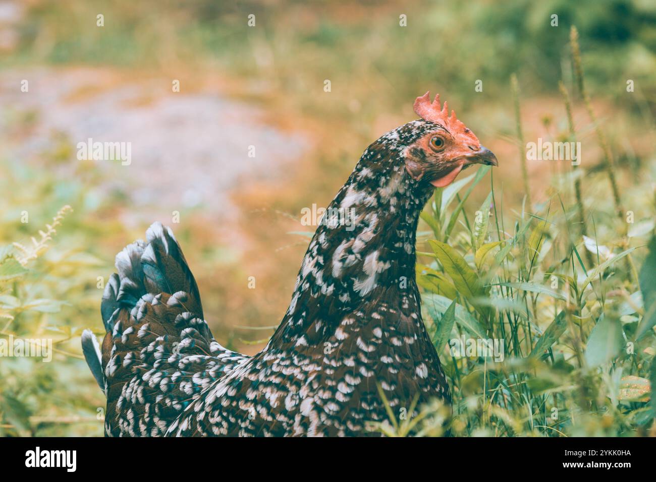 Speckled hen hi-res stock photography and images - Alamy