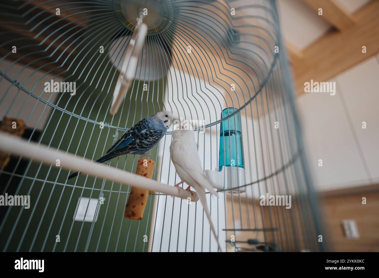 Two budgies perched inside a home birdcage environment Stock Photo - Alamy