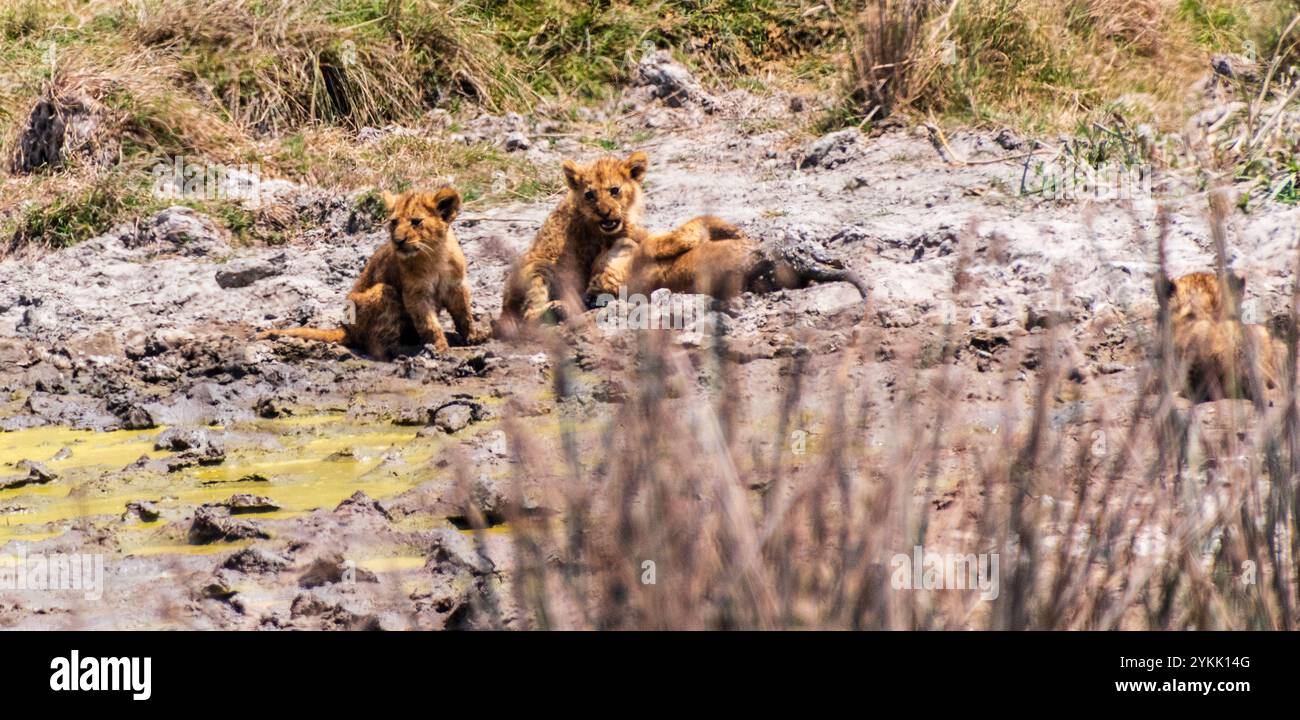 Telephoto of a group of small lion cubs -Panthera Leo- being playful in ...