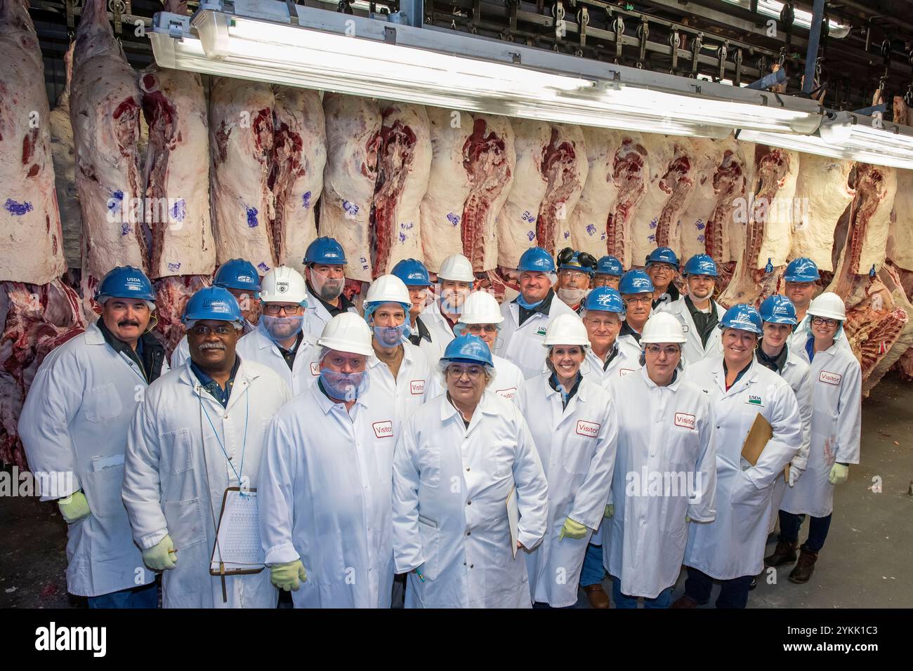 USDA agricultural meat inspectors inspect and grade beef at a ...