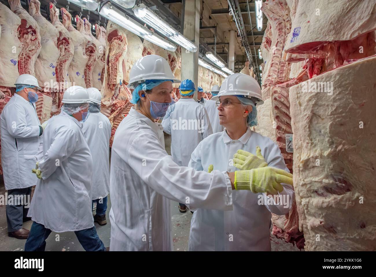 USDA agricultural meat inspectors inspect and grade beef at a ...