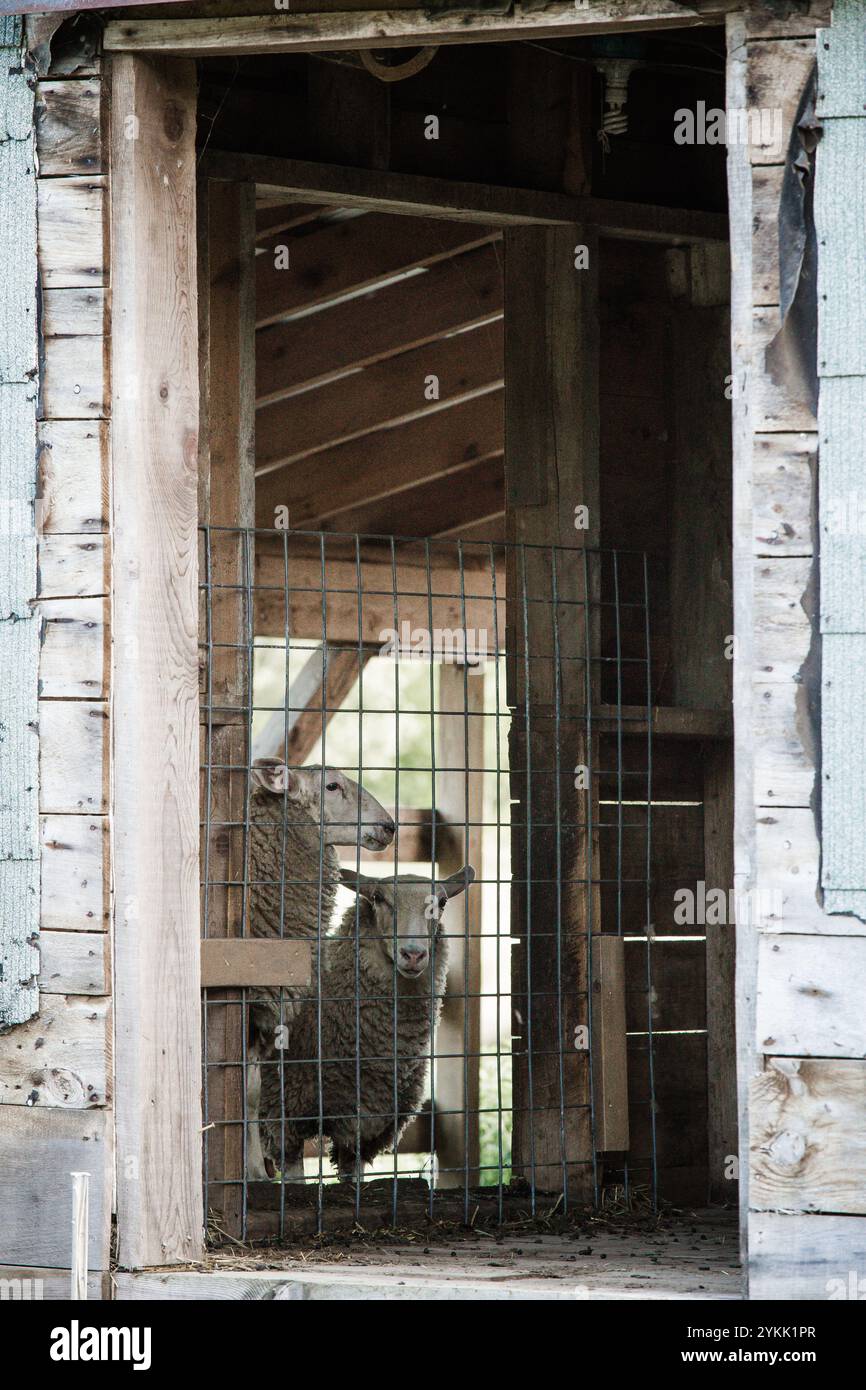 Livestock Animals Sheep inside a rustic Farm Barn Gate Stock Photo - Alamy