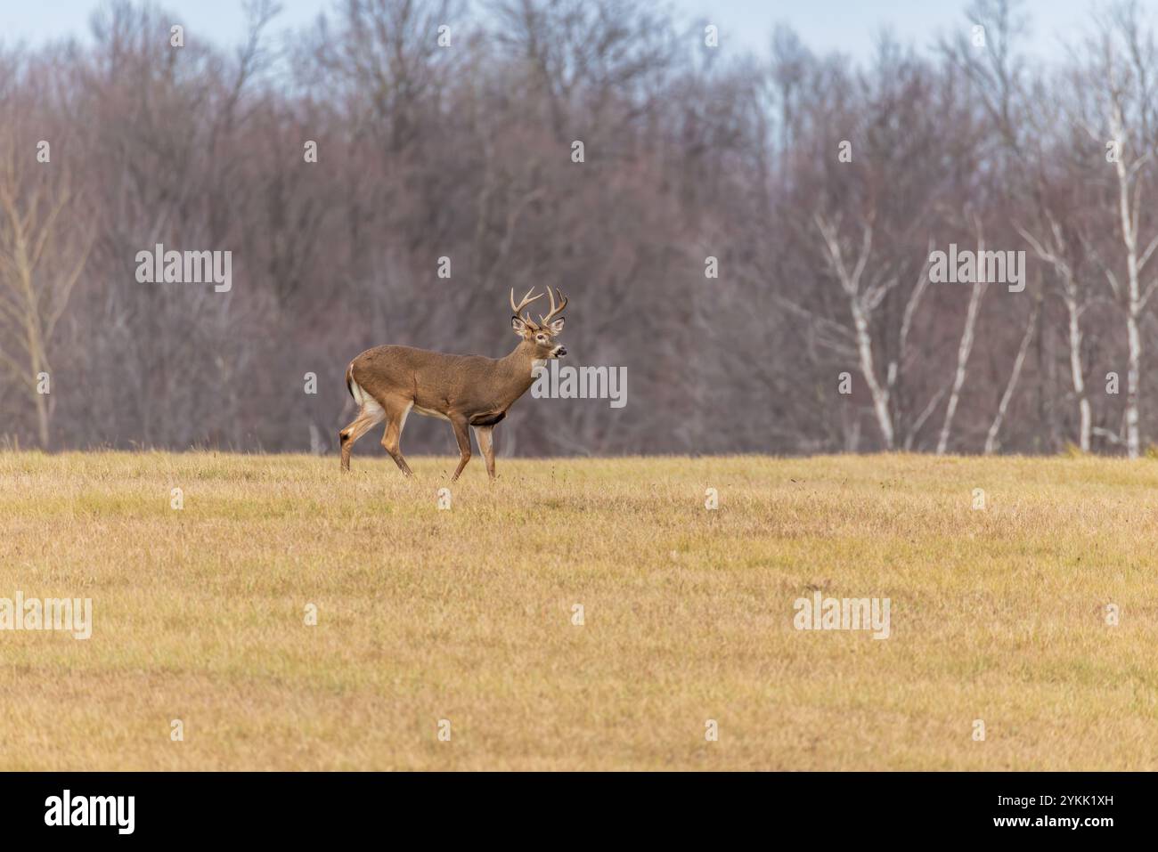 White-tailed buck during the rut in northern Wisconsin Stock Photo - Alamy